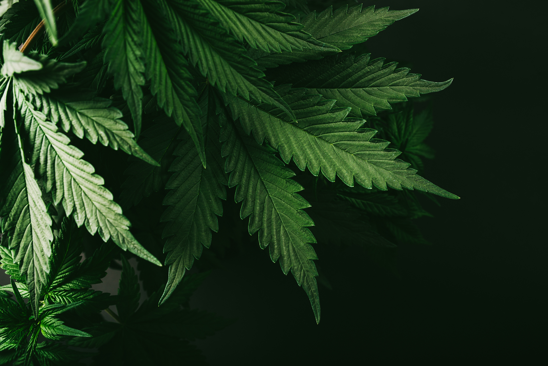 Cannabinoids 101 – Covalent Custom Cannabinoids