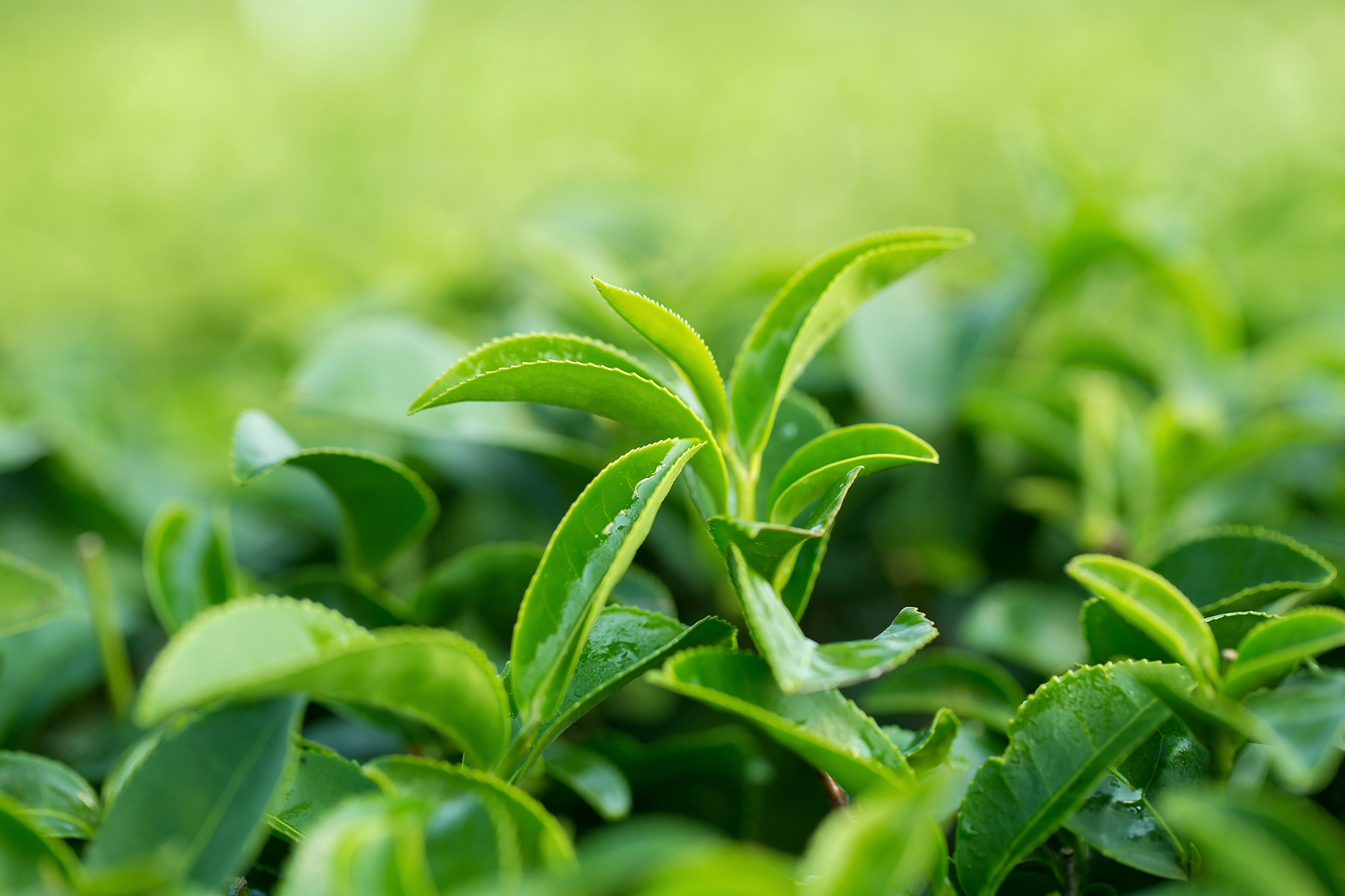 Green Tea Extract – Covalent Custom Cannabinoids