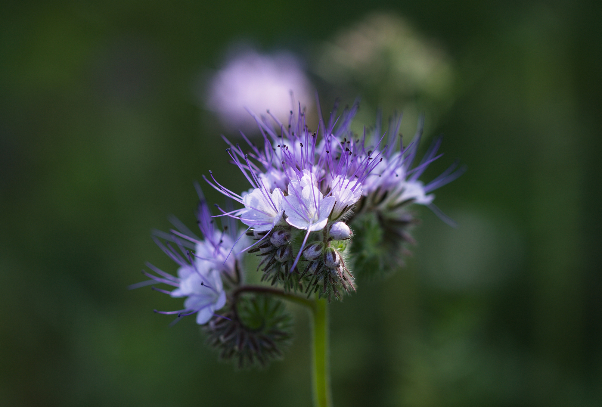 Organic Blue Tansy Essential Oil – Covalent Custom Cannabinoids